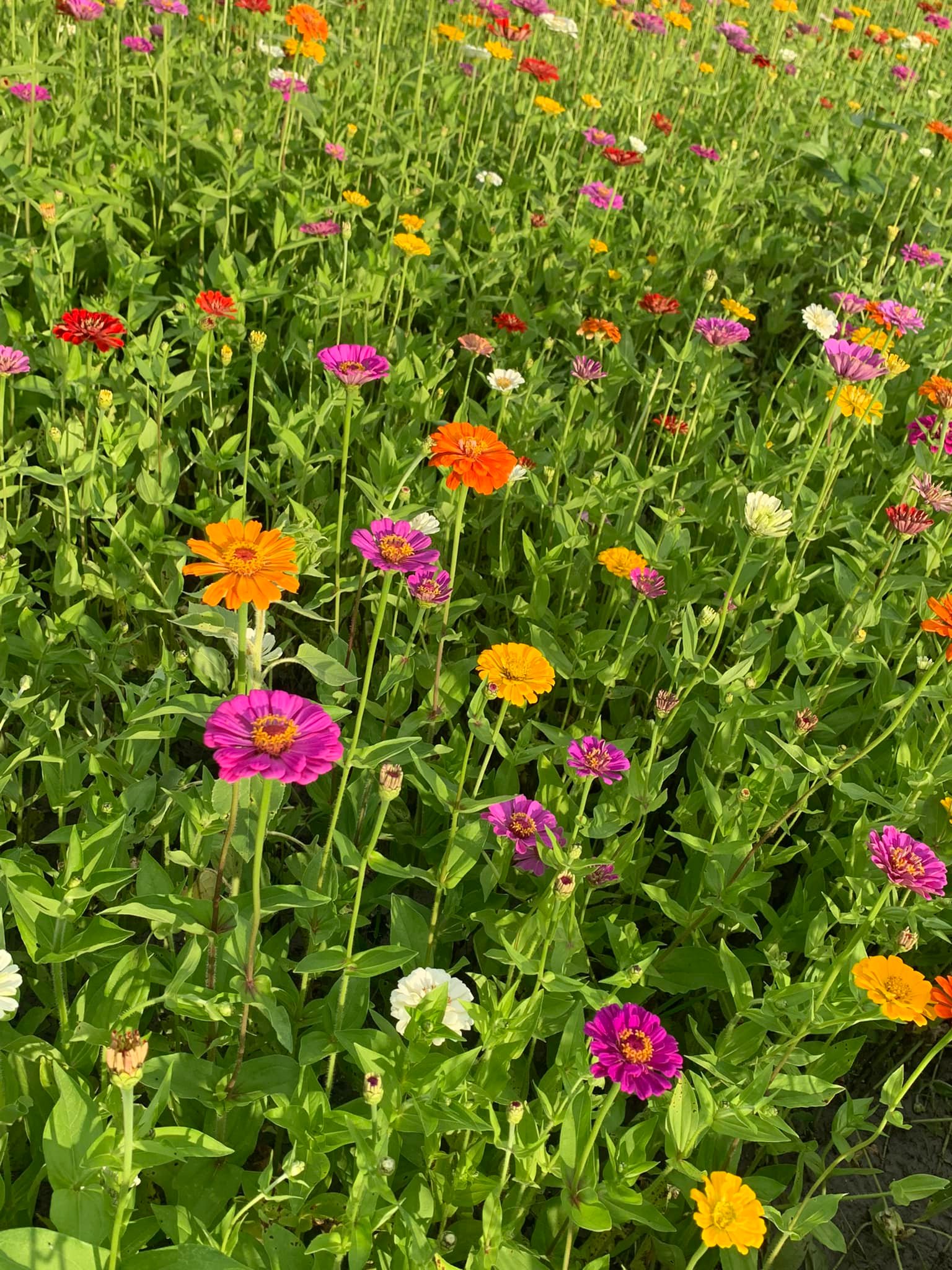 Local Farmers Planting Wildflowers for Summer Fun